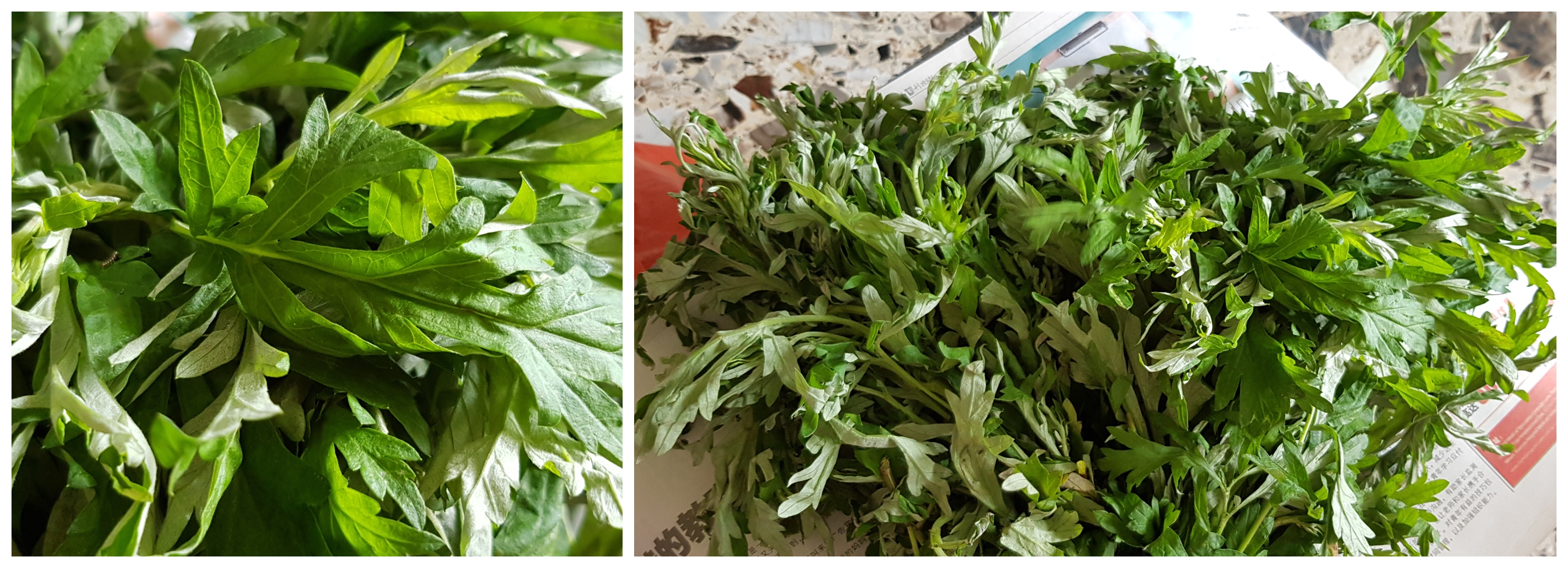 Traditional Hakka Wormwood Kueh